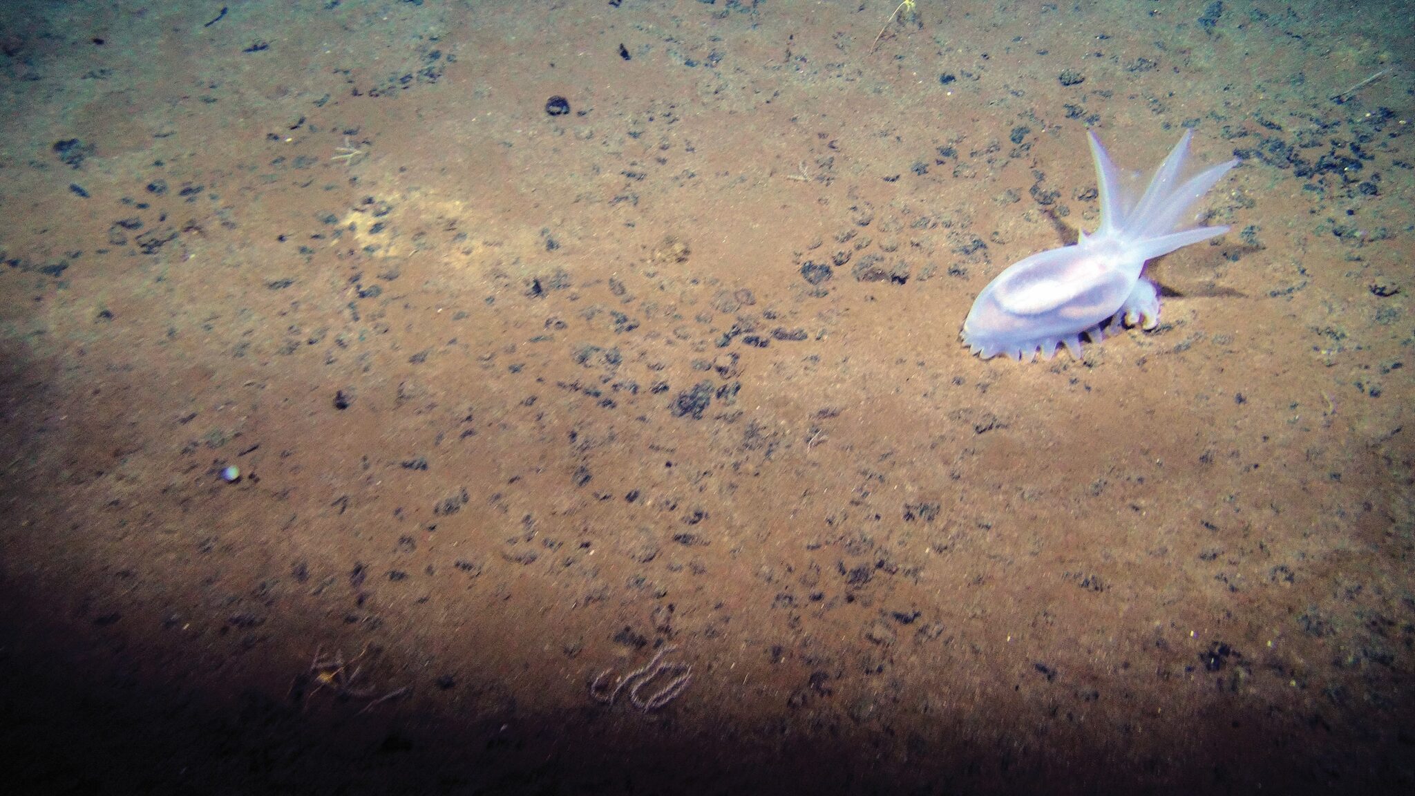 The environmental impacts of deep-sea mining